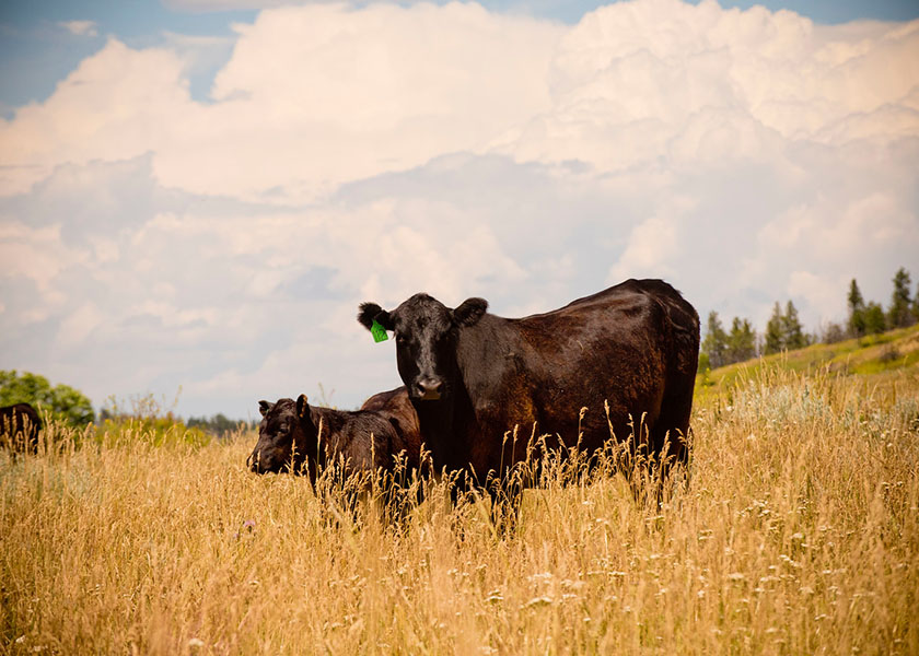 Avoiding the Pitfalls of Selling Sustainable Beef | AgWeb Avoiding the Pitfalls of Selling Sustainable Beef | AgWeb